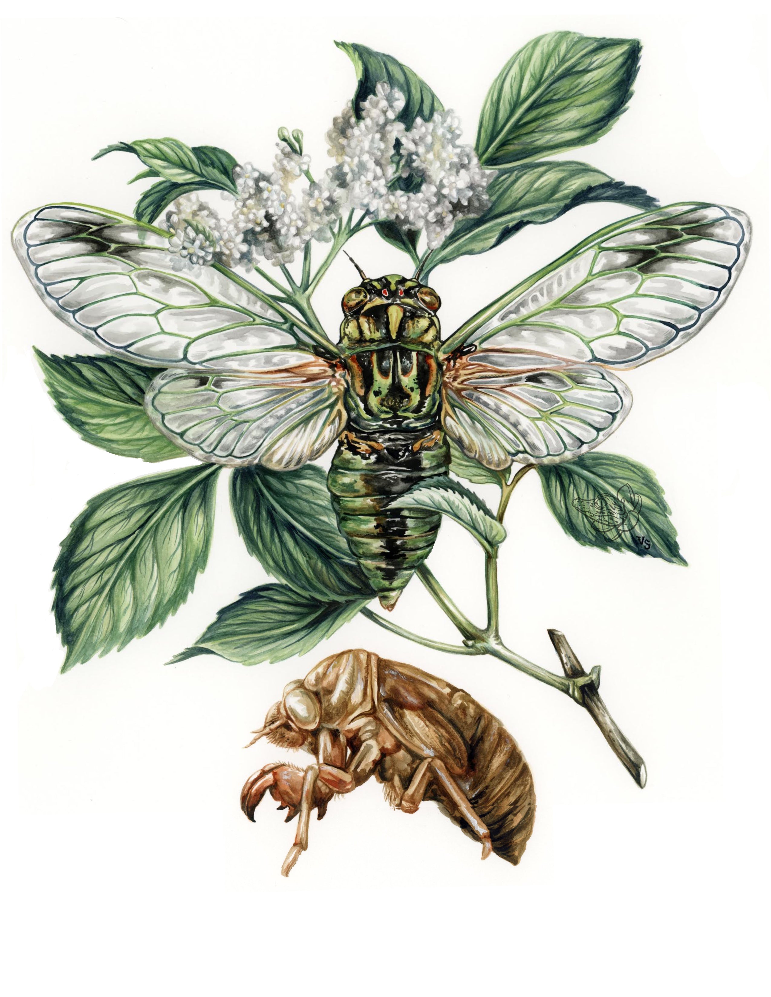 Cicada Scientific Drawing