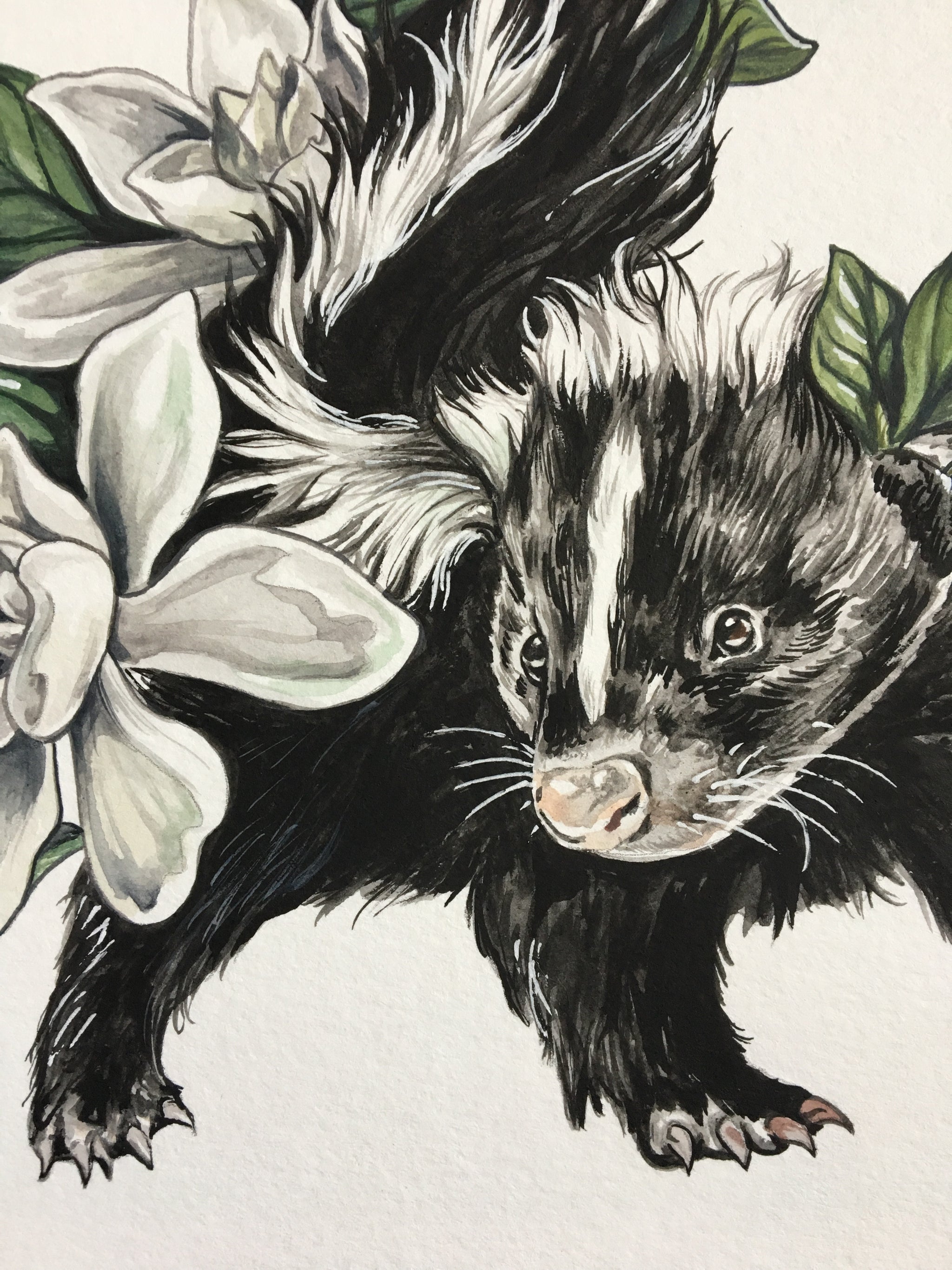 Original skunk baby – vsteiner